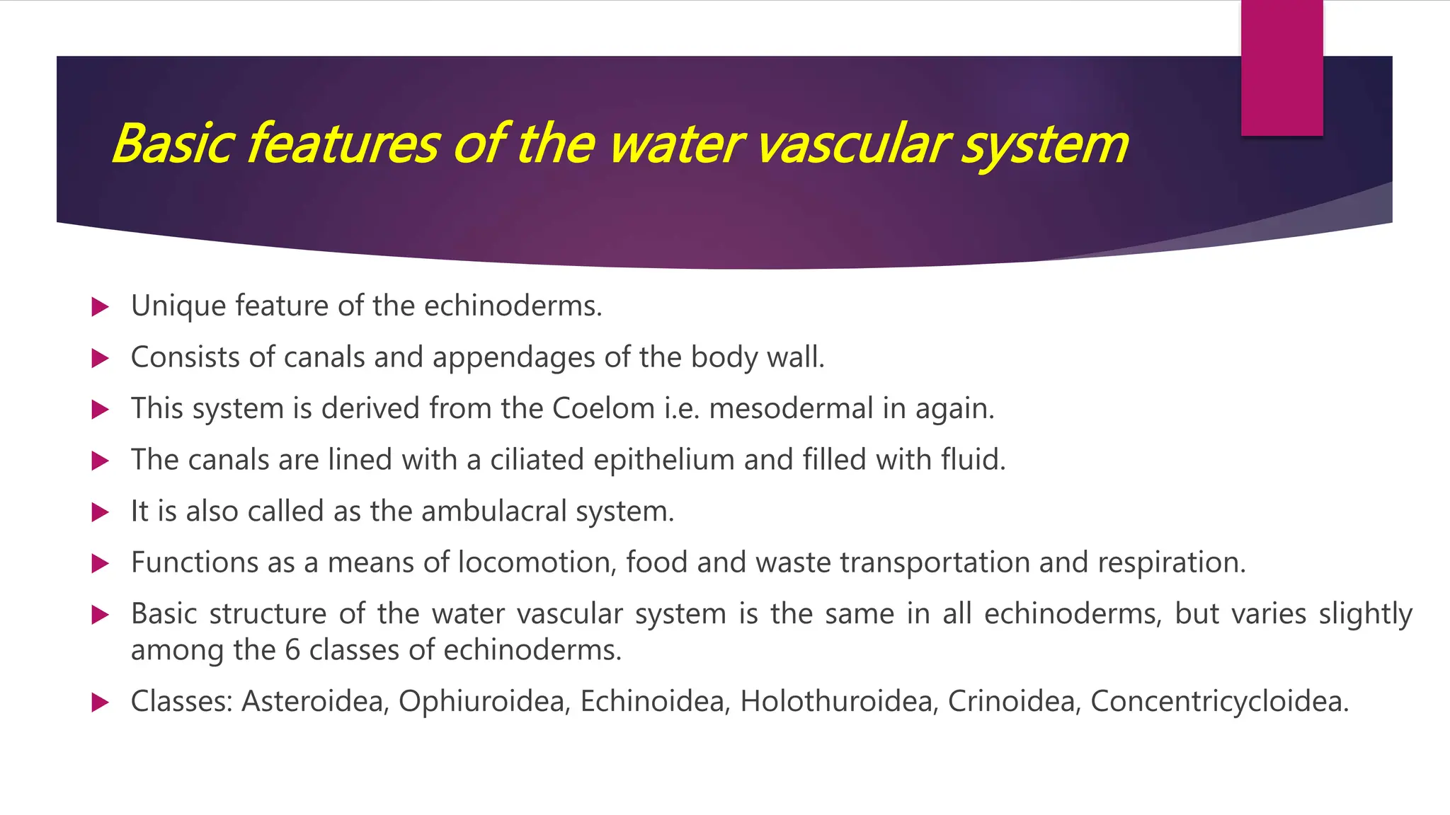 Water vascular system in echinoderms by Kausar Zia M.Sc. I year.pptx