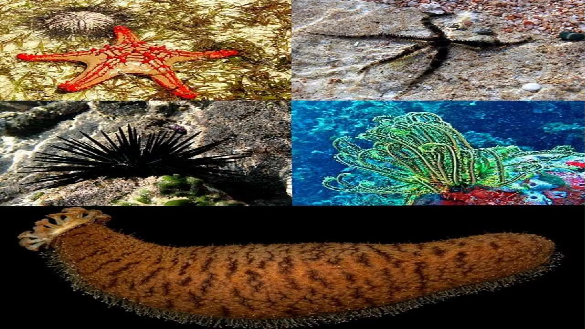 Water vascular system in echinoderms by Kausar Zia M.Sc. I year.pptx