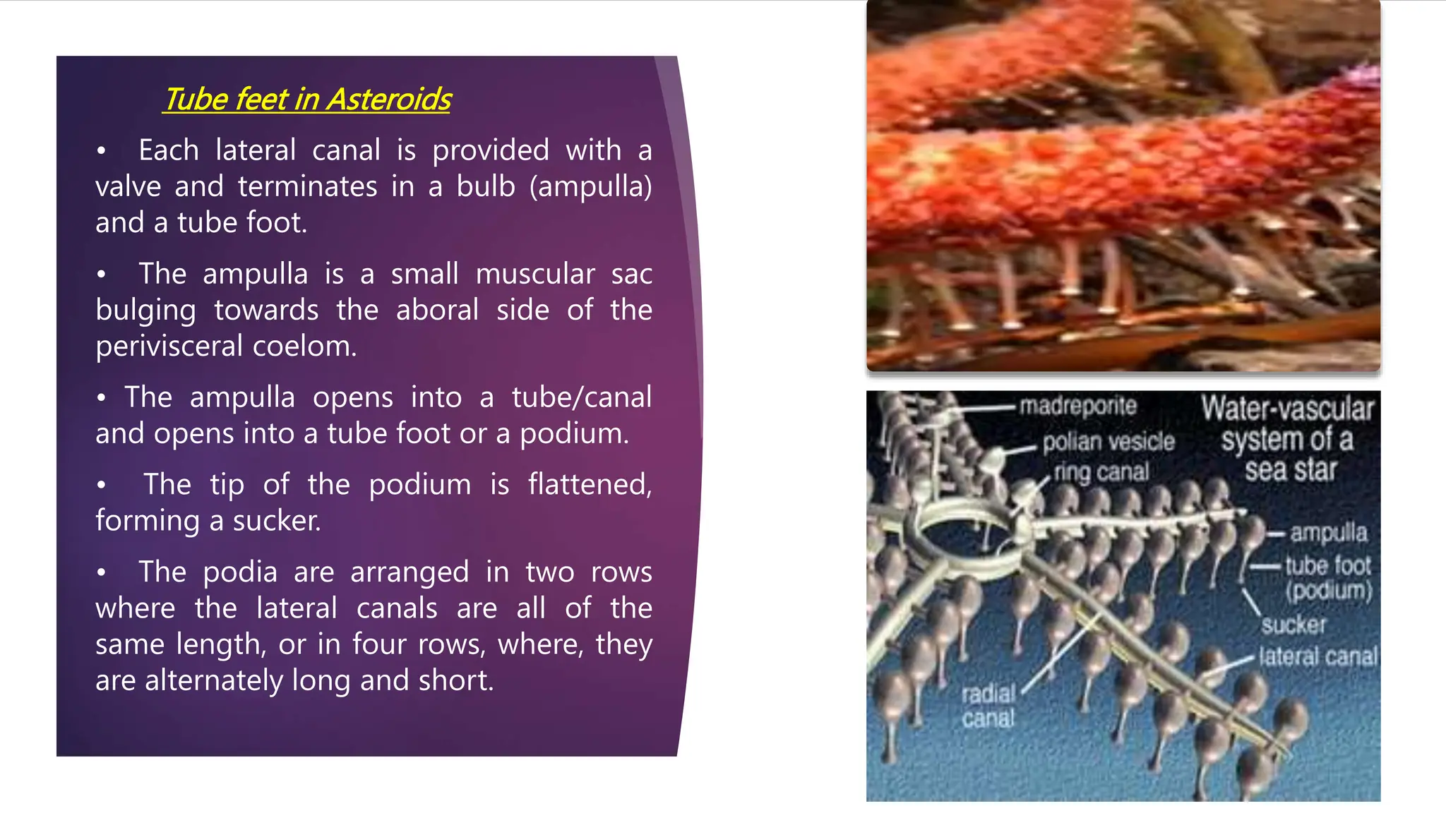Water vascular system in echinoderms by Kausar Zia M.Sc. I year.pptx