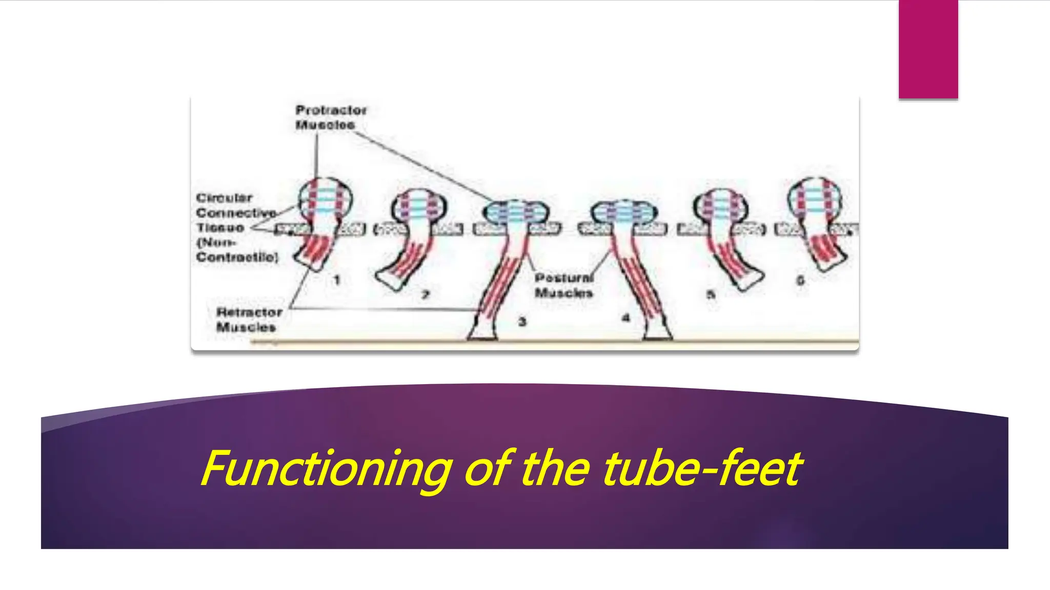 Water vascular system in echinoderms by Kausar Zia M.Sc. I year.pptx