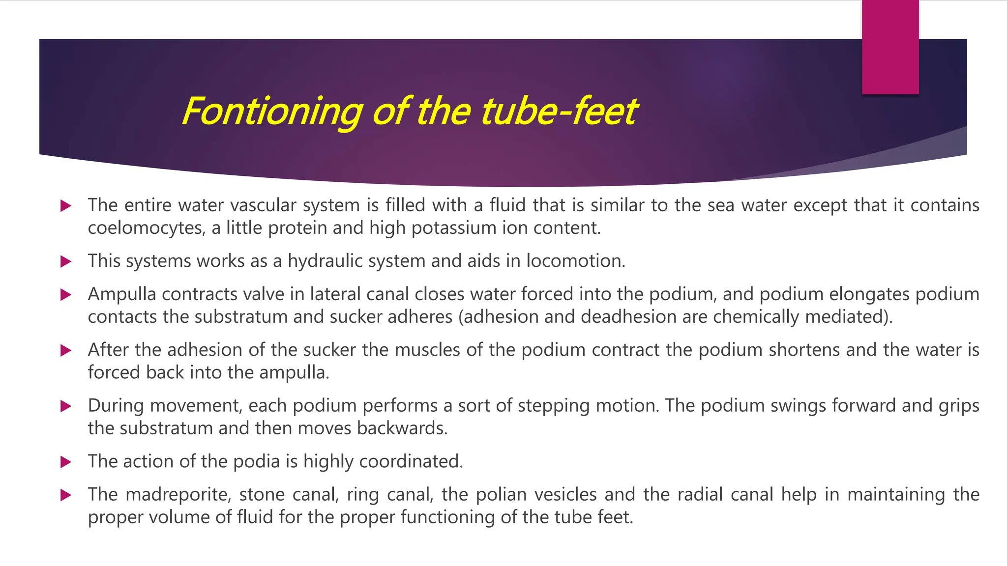 Water vascular system in echinoderms by Kausar Zia M.Sc. I year.pptx