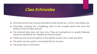Water vascular system in echinoderms by Kausar Zia M.Sc. I year.pptx
