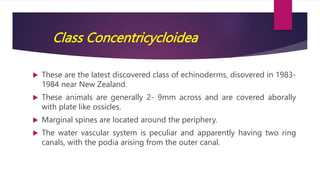 Water vascular system in echinoderms by Kausar Zia M.Sc. I year.pptx