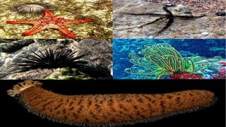 Water vascular system in echinoderms by Kausar Zia M.Sc. I year.pptx