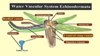 Water vascular system in echinoderms by Kausar Zia M.Sc. I year.pptx