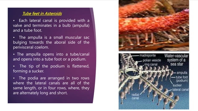 Water vascular system in echinoderms by Kausar Zia M.Sc. I year.pptx ...