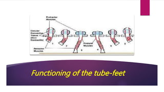 Water vascular system in echinoderms by Kausar Zia M.Sc. I year.pptx
