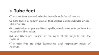 Water vascular system of star fish | PPTX