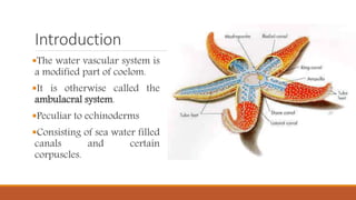 Water vascular system of star fish | PPTX