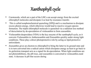 Xanthophyll Cycle