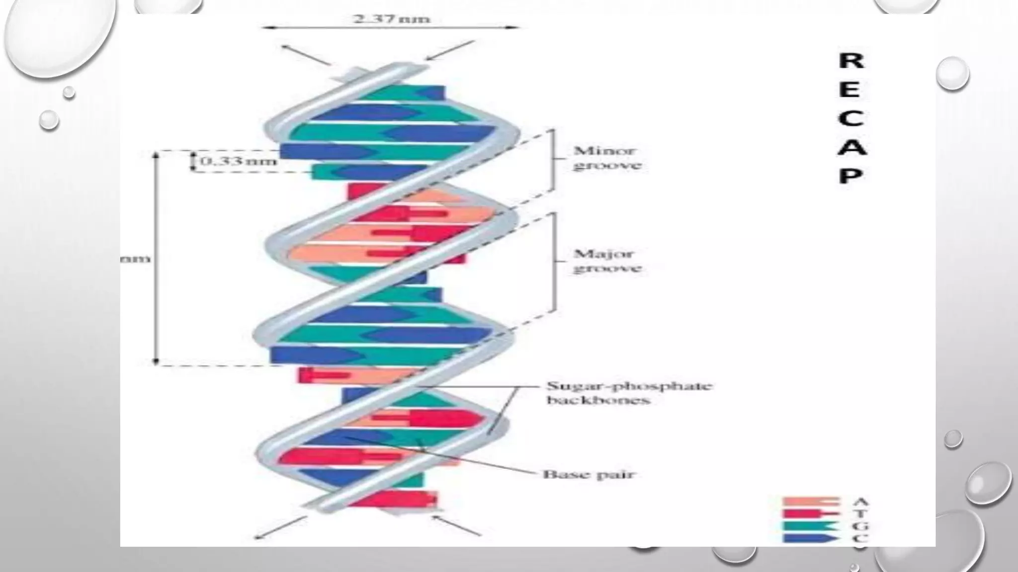 Watson and crick model of dna | PPTX