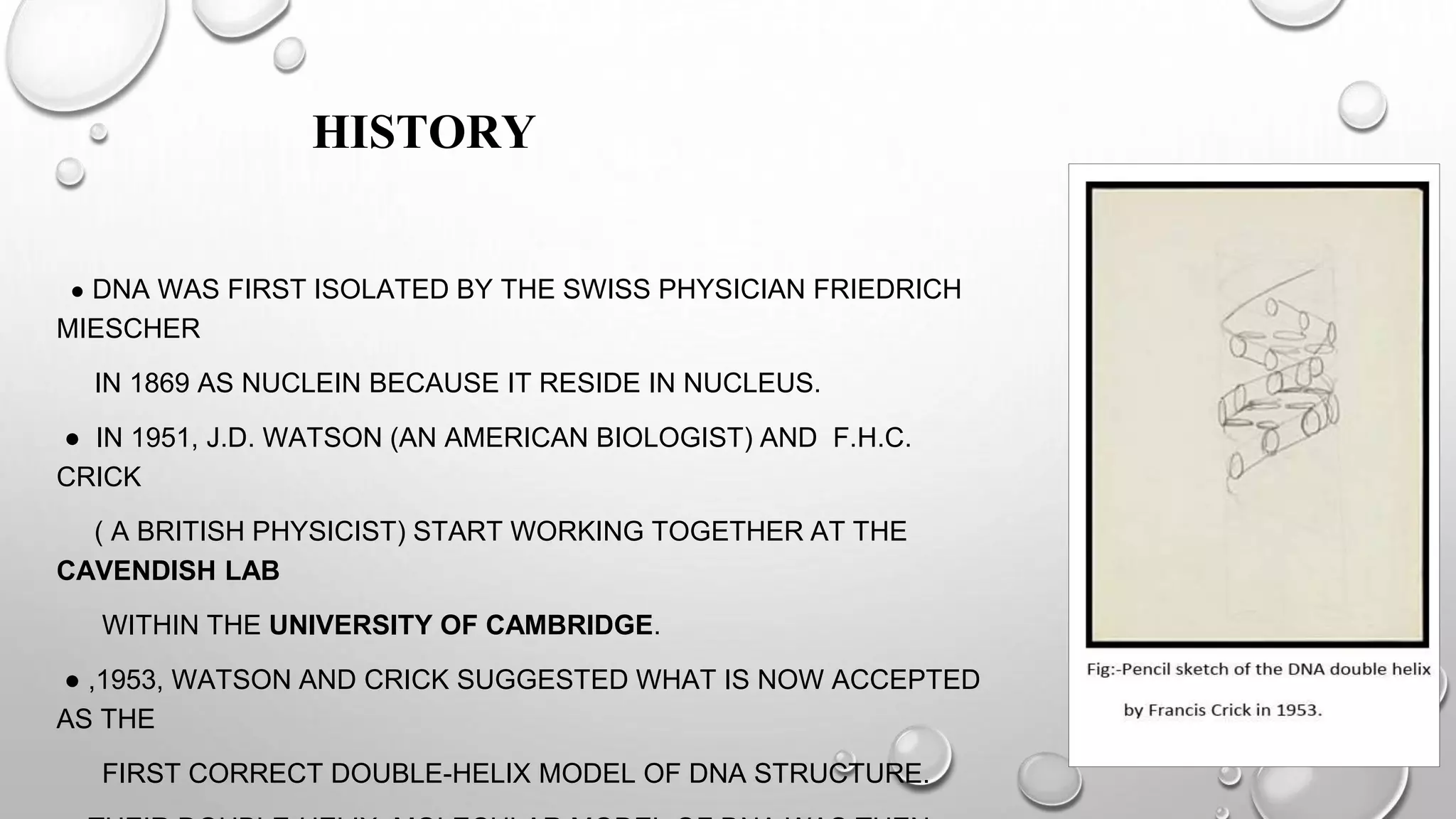 Watson and crick model of dna | PPTX