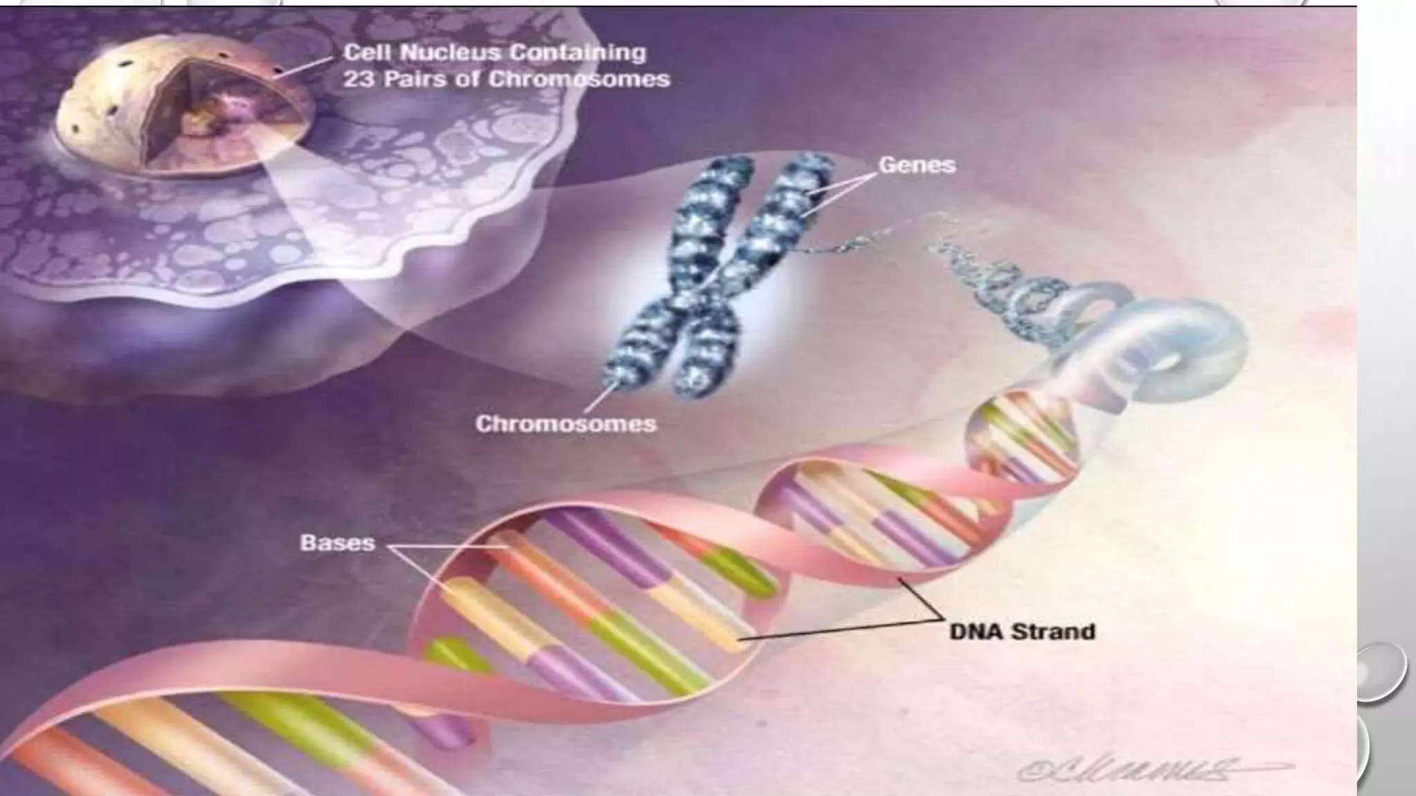 Watson and crick model of dna | PPTX