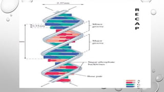 Watson and crick model of dna | PPTX