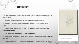 Watson and crick model of dna | PPTX