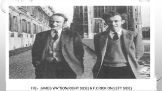 Watson and crick model of dna | PPTX