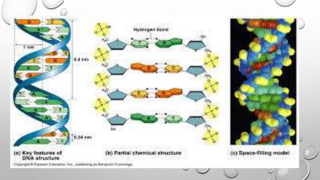 Watson and crick model of dna