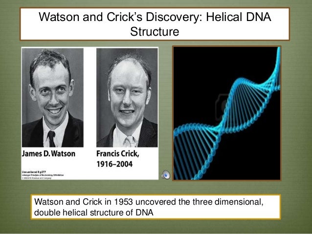 Watsonand crick 4
