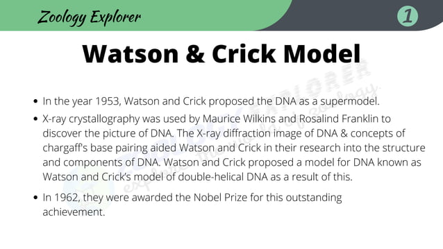 Watson and Crick model | PDF | Chemistry | Science