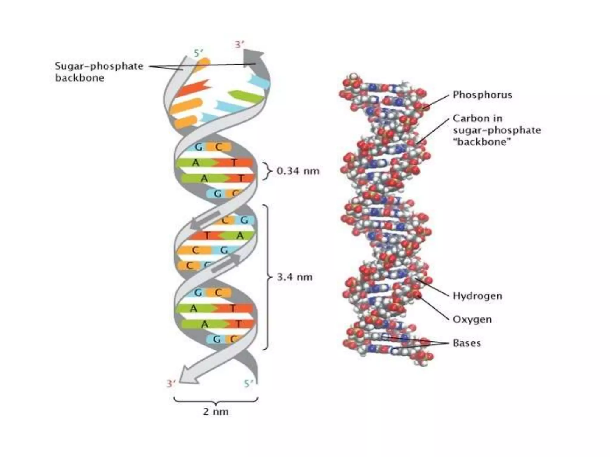 Watson and crick model of dna | PPTX