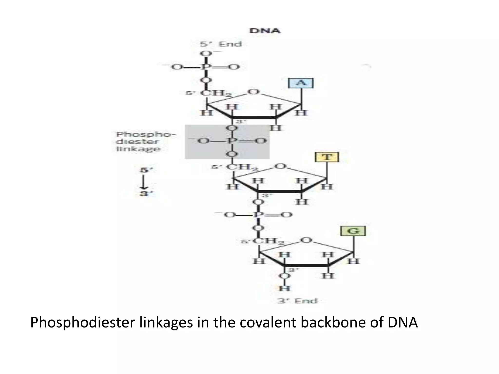 Watson and crick model of dna | PPTX