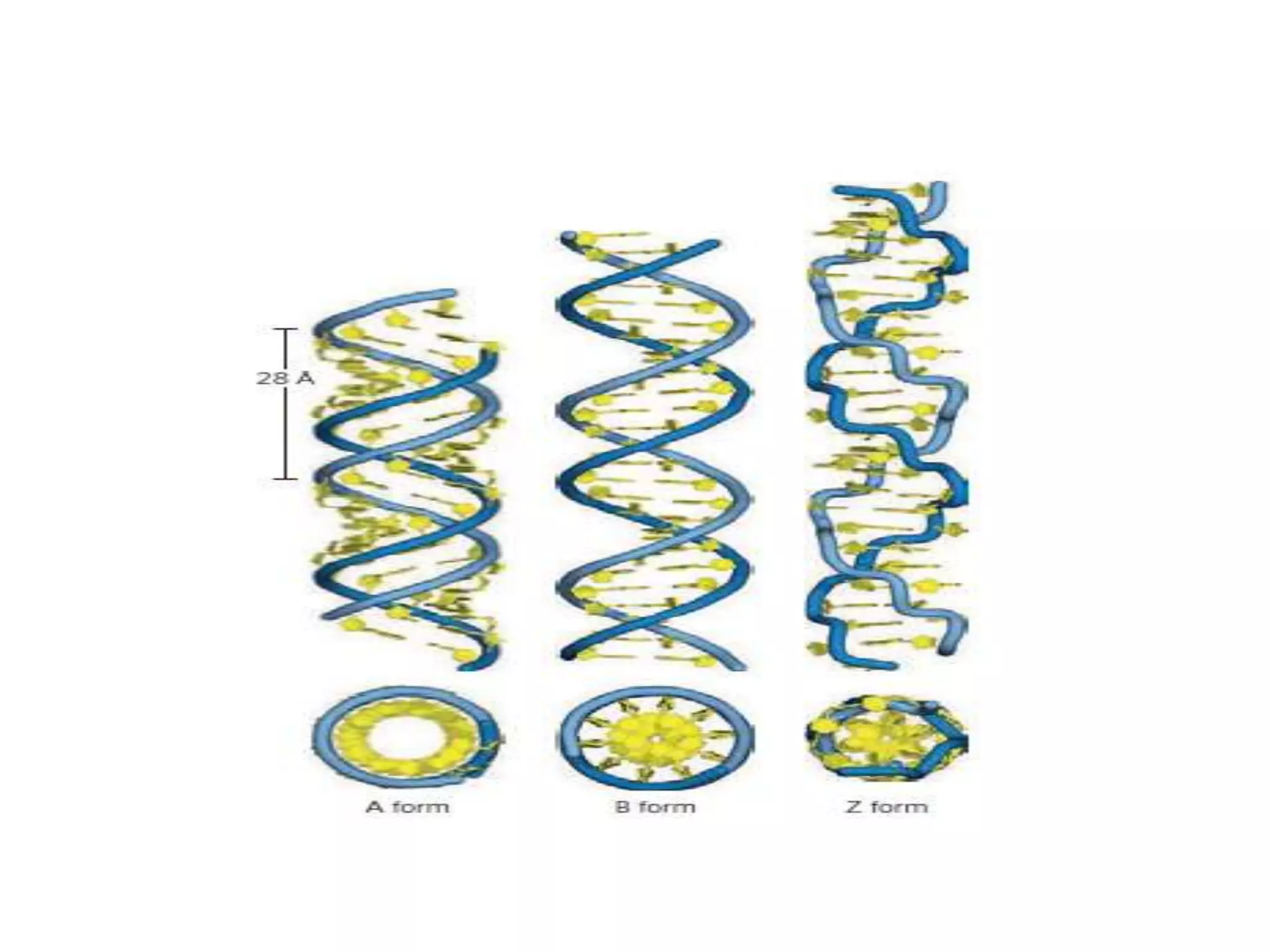 Watson and crick model of dna | PPTX
