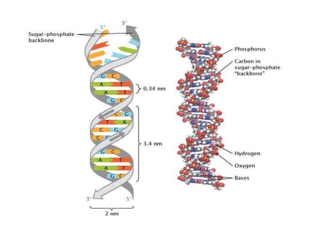 Watson and crick model of dna | PPTX
