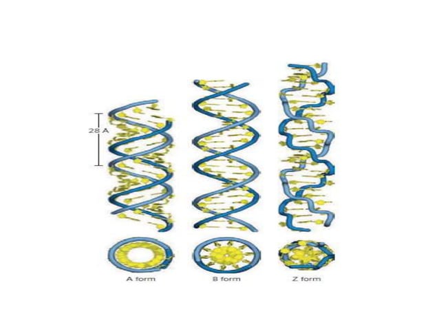 Watson and crick model of dna | PPTX