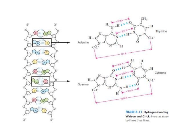Watson and crick model of dna