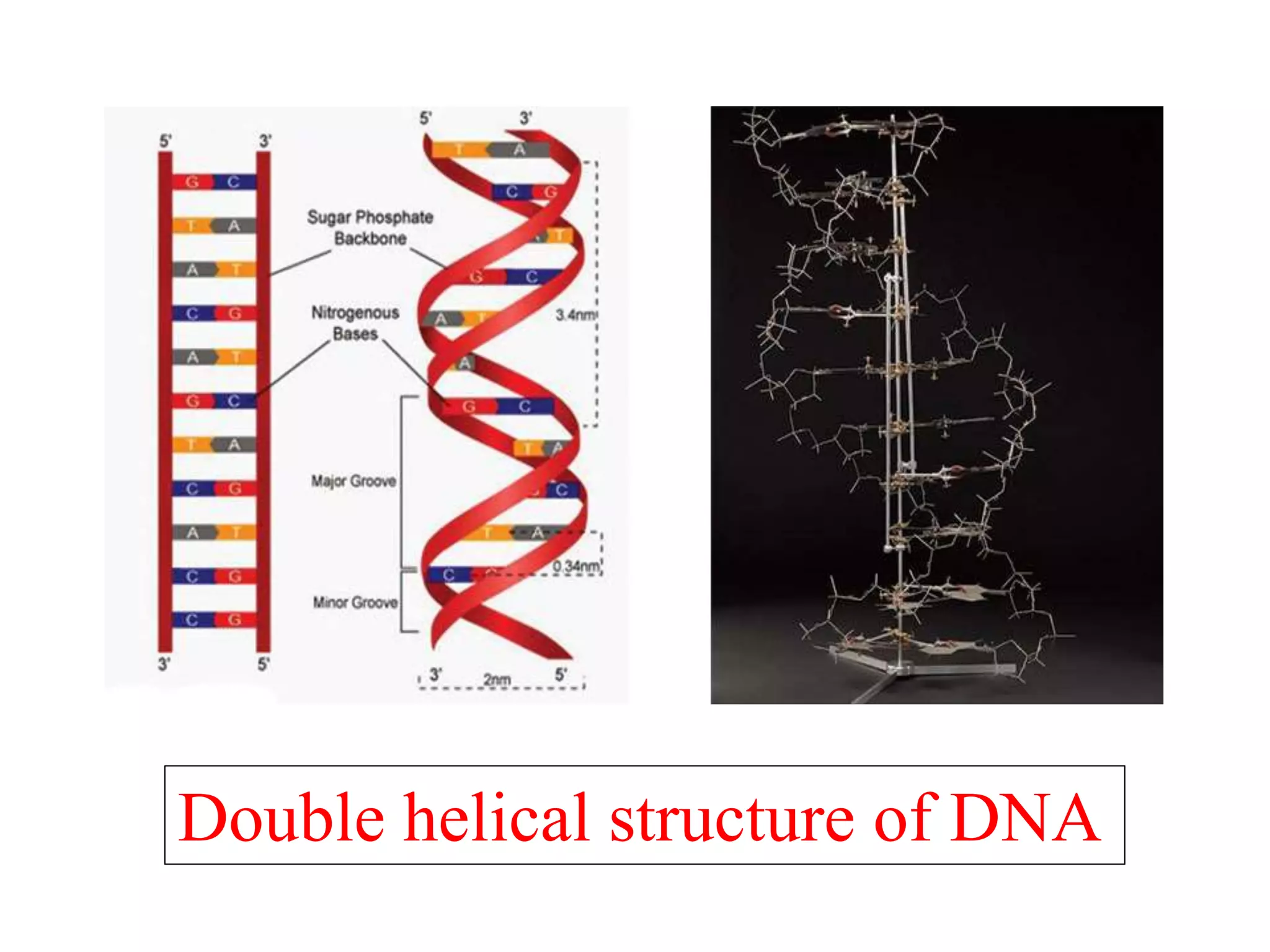 watson and crick model of DNA(molecular biology) | PPTX