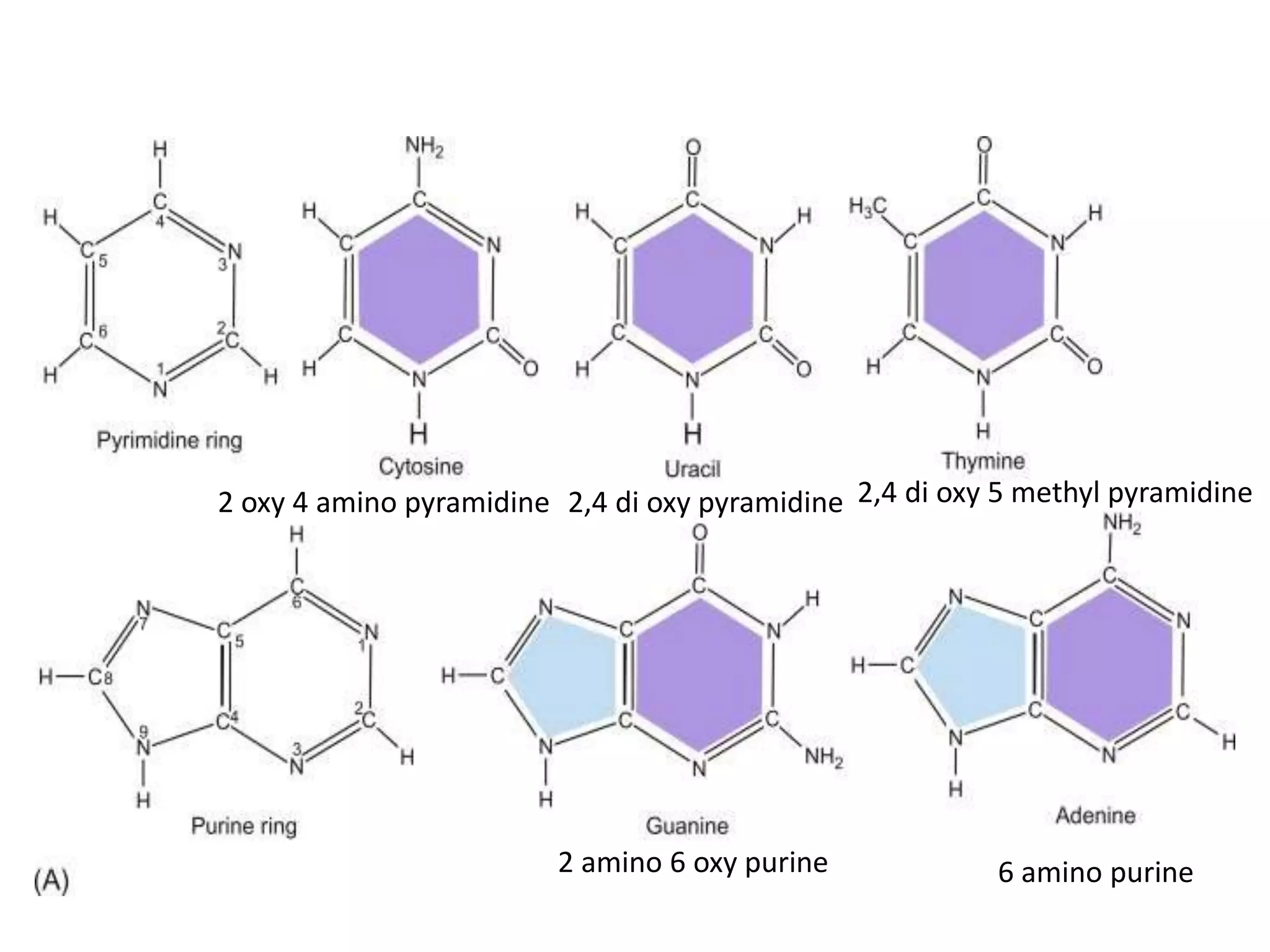 watson and crick model of DNA(molecular biology) | PPTX