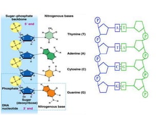 watson and crick model of DNA(molecular biology) | PPTX