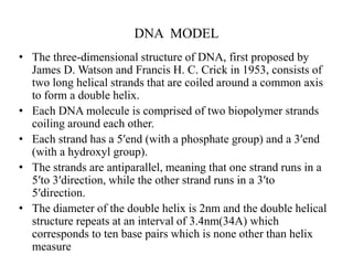 watson and crick model of DNA(molecular biology) | PPTX