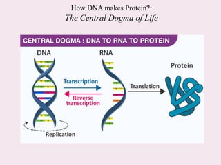 Watson and Crick DNA model, Nucleic acids, Nucleotides, Nucleosides ...