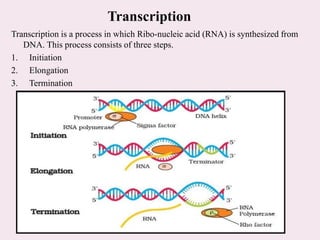 Watson and Crick DNA model, Nucleic acids, Nucleotides, Nucleosides ...