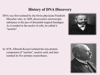 Watson and Crick DNA model, Nucleic acids, Nucleotides, Nucleosides ...