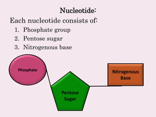 Watson and Crick DNA model, Nucleic acids, Nucleotides, Nucleosides ...