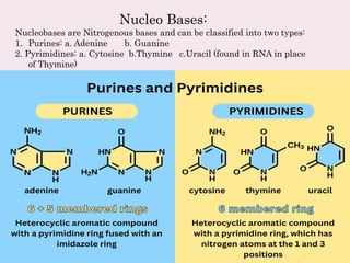 Watson and Crick DNA model, Nucleic acids, Nucleotides, Nucleosides ...