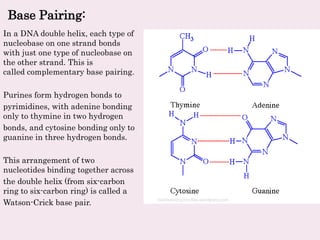 Watson and Crick DNA model, Nucleic acids, Nucleotides, Nucleosides ...