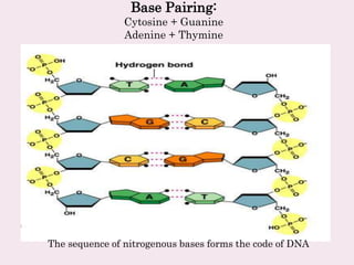 Watson and Crick DNA model, Nucleic acids, Nucleotides, Nucleosides ...