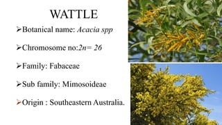 wattle production technology.pptx