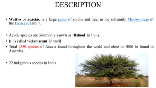 wattle production technology.pptx | Woodworking | Arts and Crafts