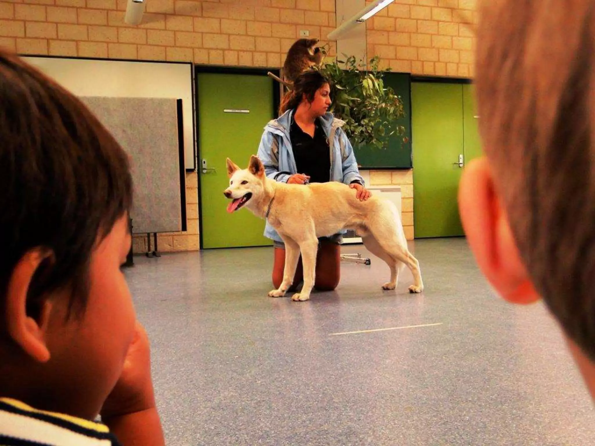 Wattle Grove Primary School - Aussie Animal Incursion | PPT