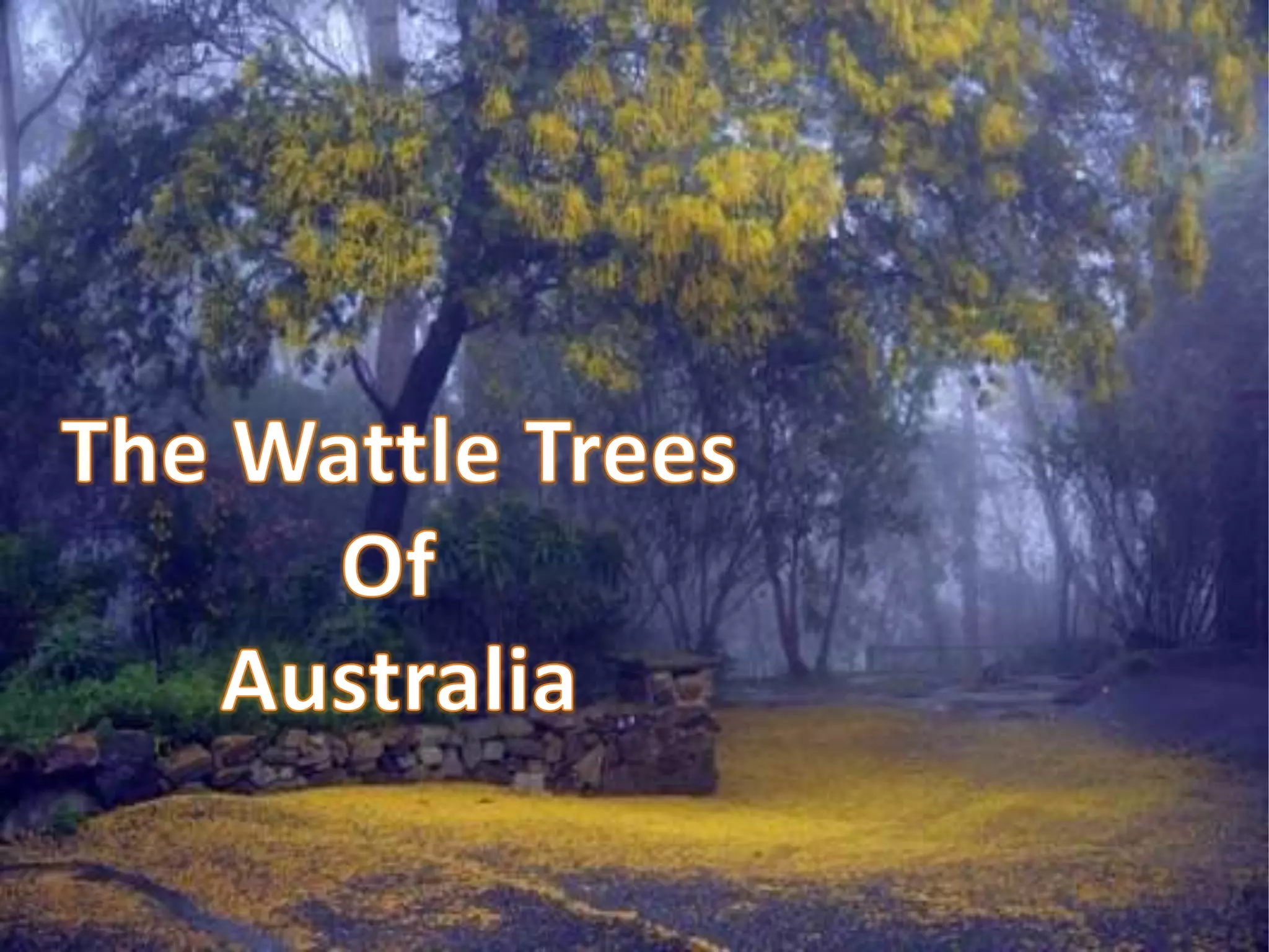 Wattle trees of aust. | PPSX | Australia and Oceania Travel | Travel ...