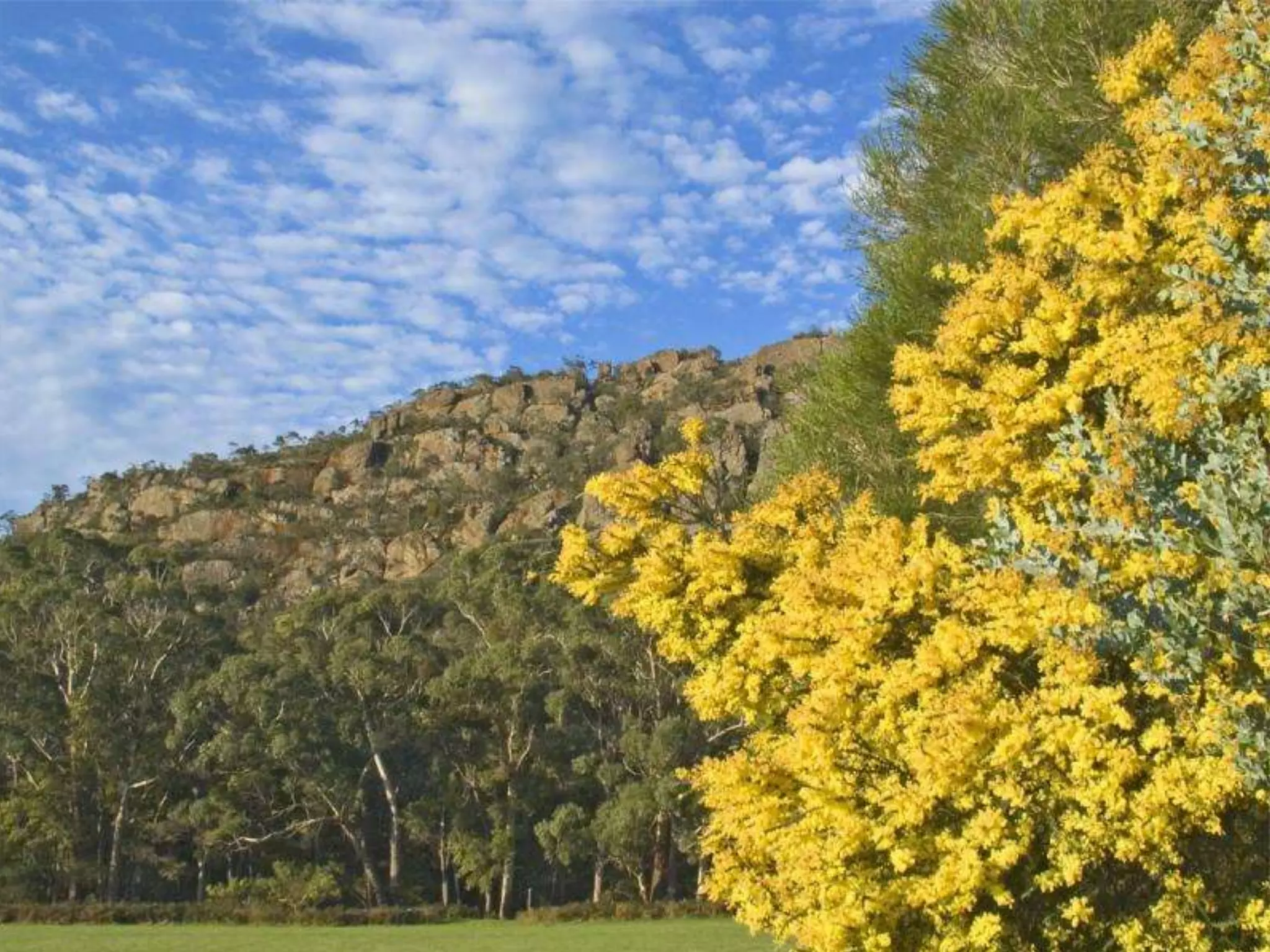 Wattle trees of aust. | PPSX | Australia and Oceania Travel | Travel Locations
