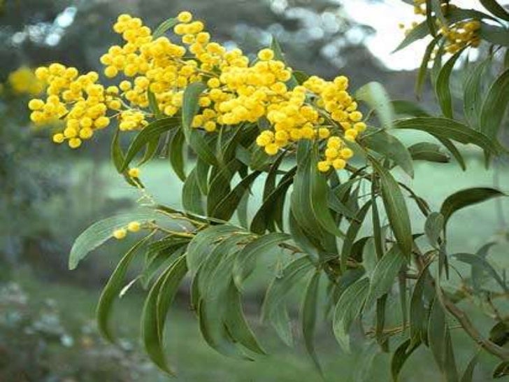 Wattle trees of aust.