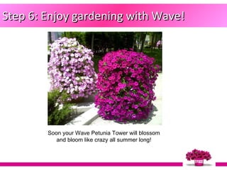 Wave Petunia Tower | PPT