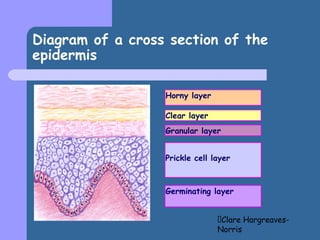 Waxing skin final | PPT | Skin and Dermatology | Diseases and Conditions