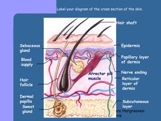 Waxing skin final | PPT