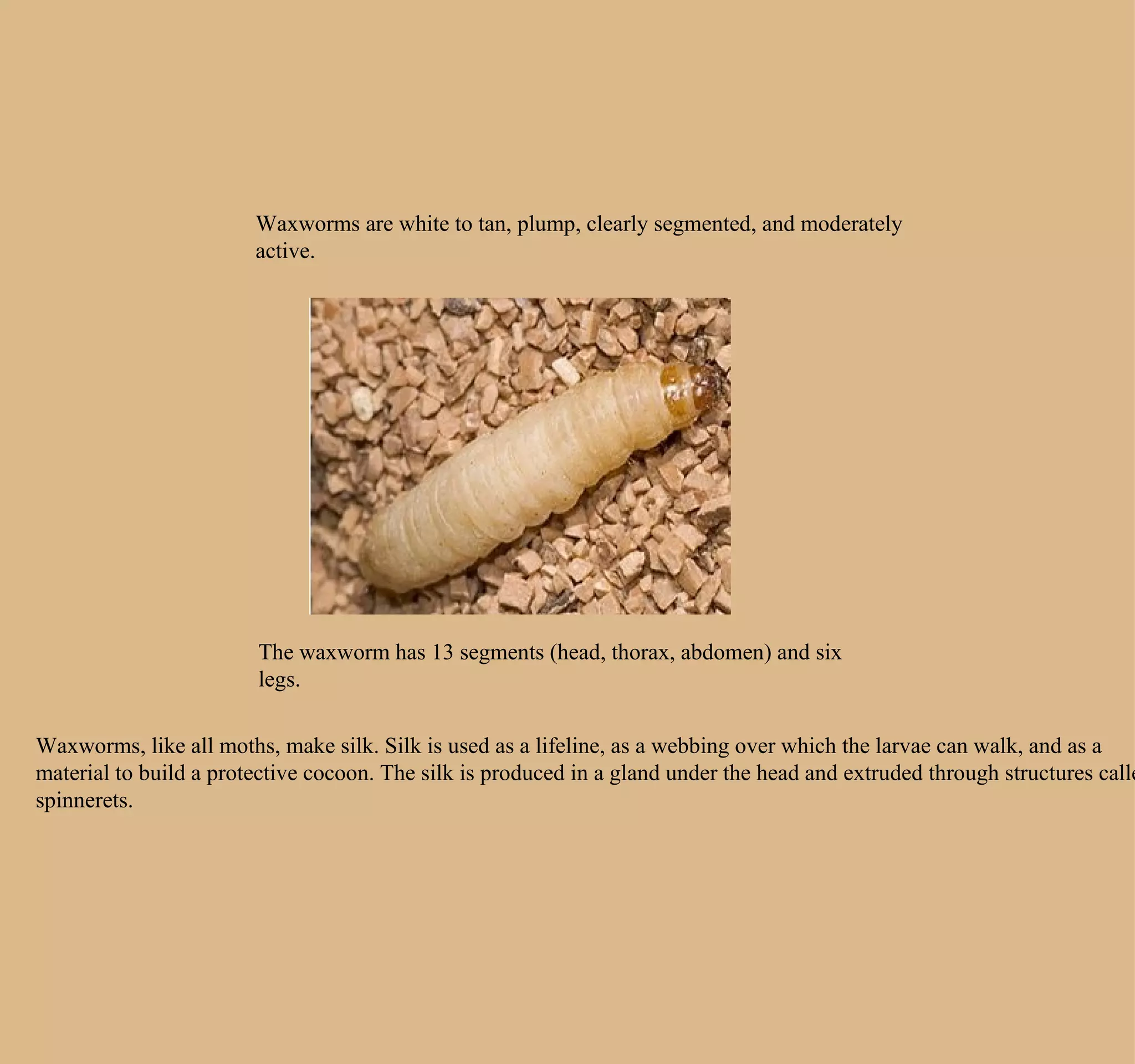 Waxworm Grade 1 | PPT